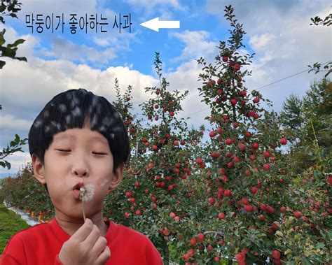 [소백순천사과농장] 맛있는 영주사과5kg 서리맞은 부사사과 중과 16 18과 1731966897 사이소