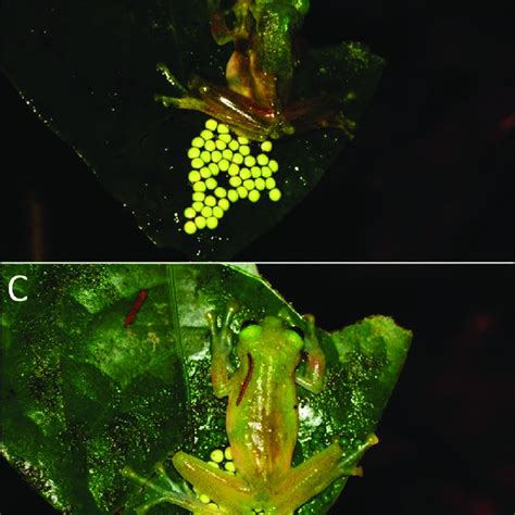 A A Pair Of Nymphargus Griffithsi Colombia In Amplexus B A Clutch Of