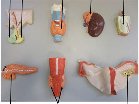 Endocrine System Model Diagram Quizlet