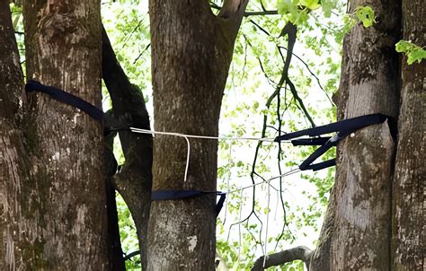 Understanding The Basics Of Tree Cabling And Bracing