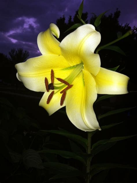 Yellow And White Asian Lily