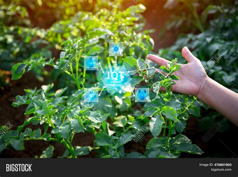 Smart Farming Iot Image Photo Free Trial Bigstock
