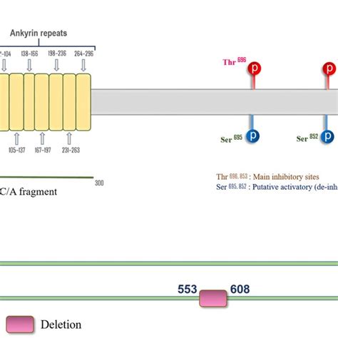 A The Structure Of Human Endothelial Cell Myosin Phosphatase Download Scientific Diagram