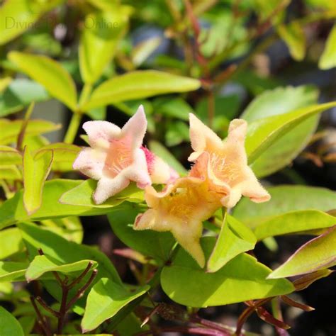 Pandorea Pandorana Ruby Belle Divine Plants Online Shop