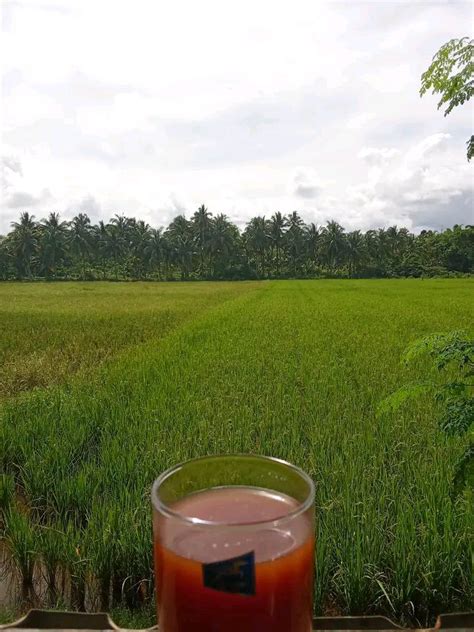 Jel Tuba A Traditional Filipino Beverage Tuba Is A Fermented Drink