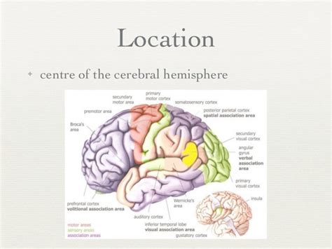 Insular Cortex