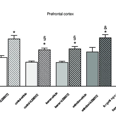 Schematic Representation Of Prefrontal Cortex Dissection After Download Scientific Diagram