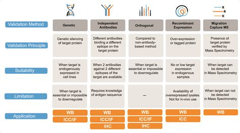 Atlas Antibodies Antibody Validation