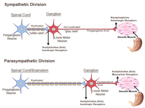 Preganglionic Motor Neuron