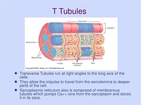 What Is The Function Of T Tubules At Dawn Wilkerson Blog