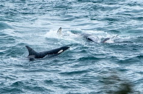Orcas Off Oregon Coast Captured In Rare Dramatic Video Footage