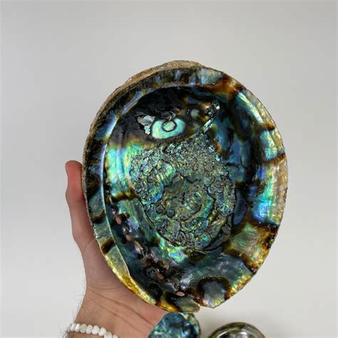 Abalone Shell Just For You Etsy