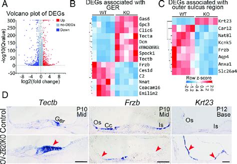 Zbtb20 Regulates Gene Expression For Cochlear Maturation A Volcano Download Scientific