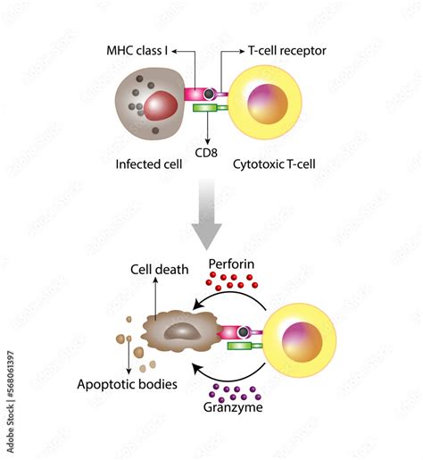 T Cell Activation Diagram Cytotoxic T Cell And Infected Cell Cell Death Vector Illustration