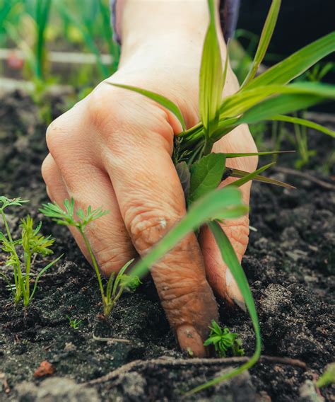 The Secrets Of Soil Can Yard Dirt Boost Our Happiness Homes And Gardens