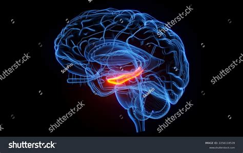 Hippocampus Brain