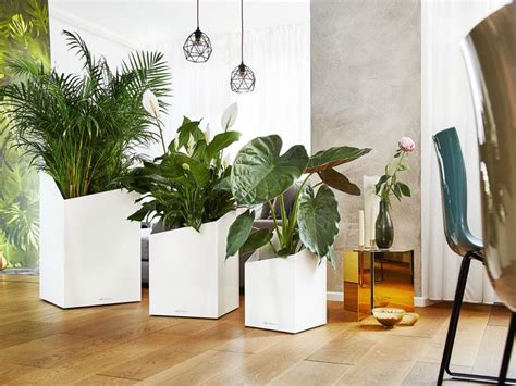 Какие цветы нельзя держать дома и почему