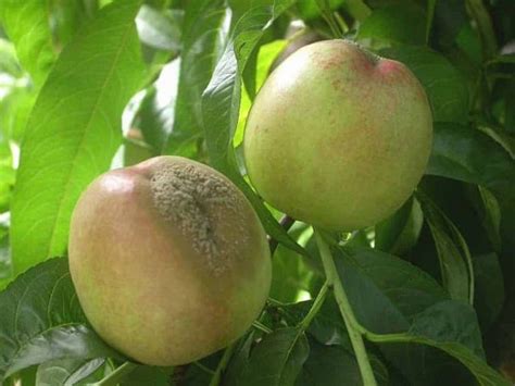 Почему яблоки гниют прямо на дереве причины и способы борьбы