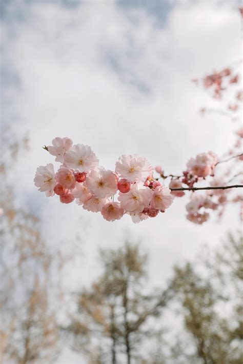 Dramakorea 봄에 피는 꽃 봄이 되면 따뜻한 날씨와 함께 아름다운 꽃들이 피어나기 시작합니다 대표적인 봄꽃으로는 다음과 같은 것들이 있습니다 1 사쿠라