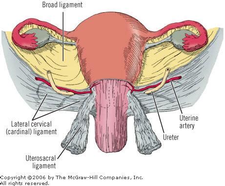 Uterosacral Ligament Avascular Spaces In Radical Hysterectomy
