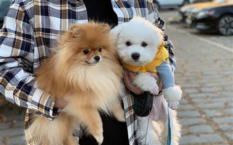 강아지 평균 수명 알아보기 오래 사는 방법은 비마이펫 라이프