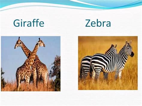 პროექტი ცხოველთა სამყარო Youtube