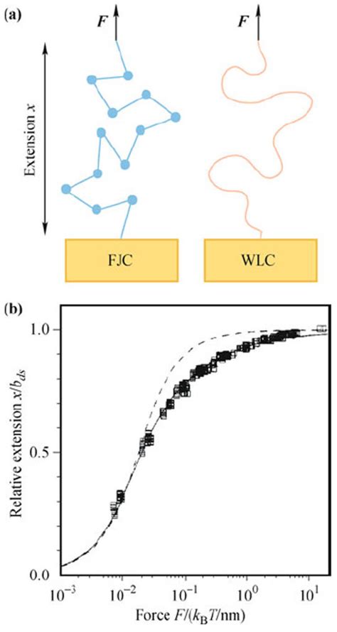The Polymer Physics Models That Describe Dna A Illustration Of The
