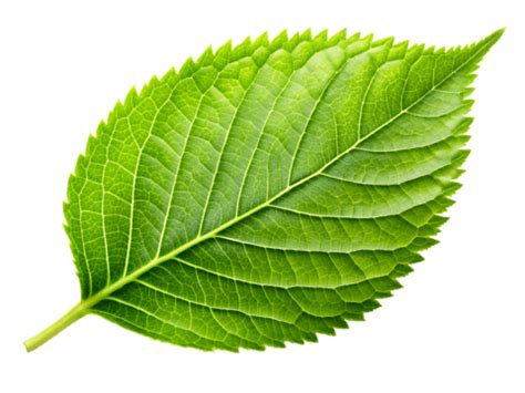 Big Green Tree With Leaf Big Green Tree With Green Leaf Big Green