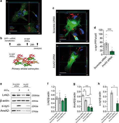 Investigation Of Anxa2 Function In Astrocyte Mediated α Syn Phagocytic