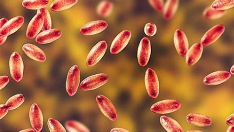 مرض الطاعون كيف تنتقل العدوى وما أبرز الأعراض؟