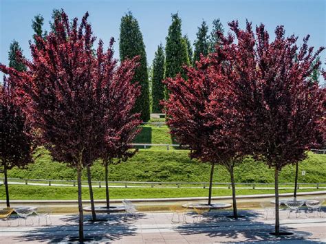 Thundercloud Flowering Plum Trees For Sale Buying And Growing Guide