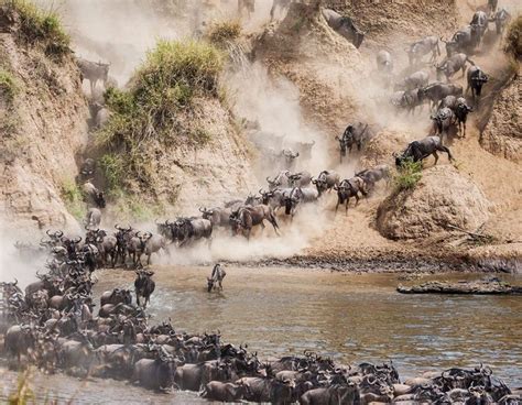 The Great Wildebeest Migration Kenya And Tanzania 2026 2027