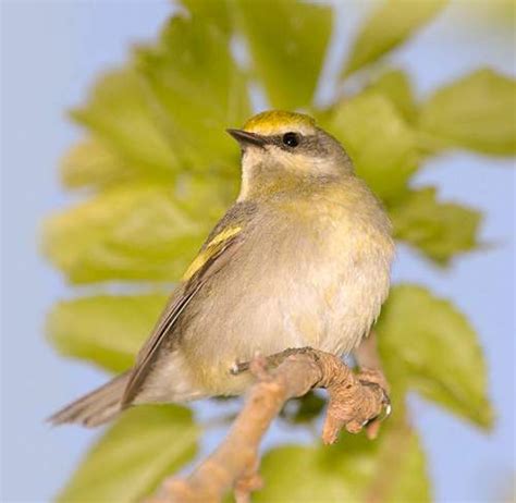 Golden Winged Warbler Images Birds Of India Bird World
