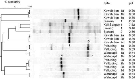 Upgma Cluster Analysis Of Dgge Profiles Of Archaea 30 70 Denaturant Download Scientific