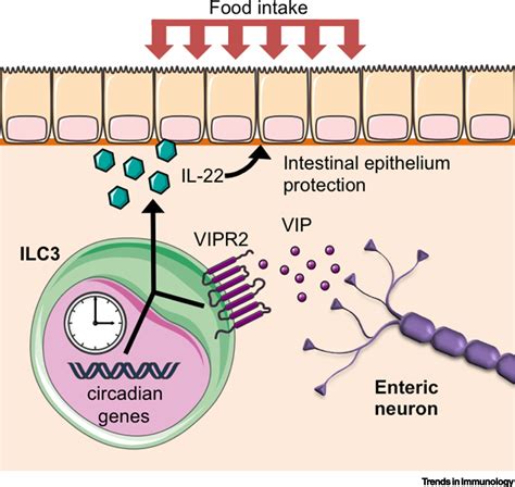 Ilc3s Rhythmic Keepers Of Gut Integrity At Mealtime Trends In Immunology