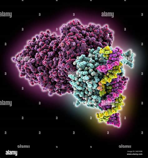 Uv Damaged Dna Binding Protein And Dna Molecular Model Of Uv Damaged