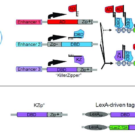 Mapping Behavioral Circuits Using Split Gal4 A Backwards Walking Download Scientific