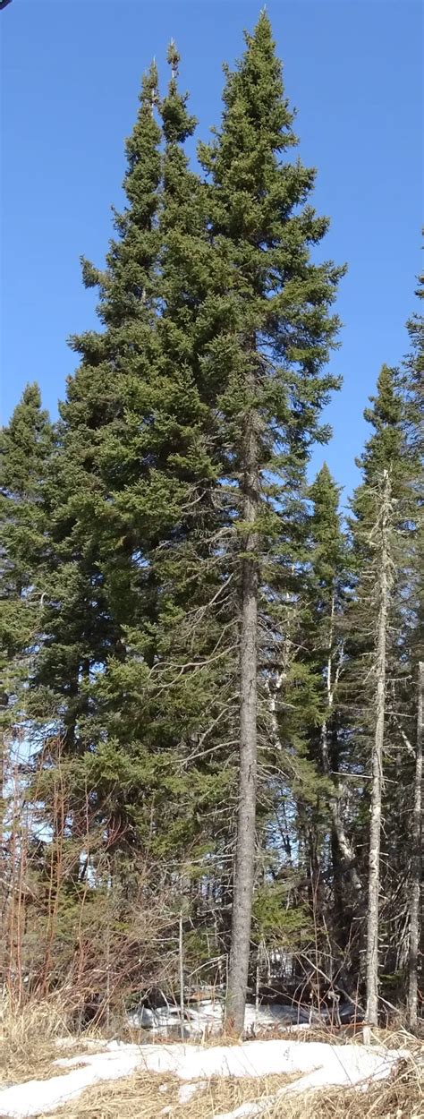 Ель чёрная Большая российская энциклопедия