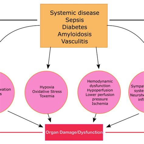 Mechanism Of Damage In CRS 5 CRS Cardiorenal Syndrome Download Scientific Diagram
