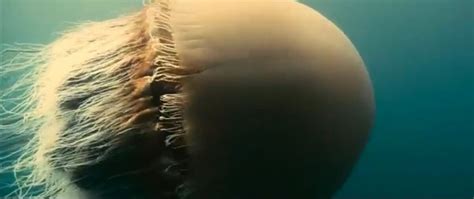 Nomuras Jellyfish Fictionrulezforever Wiki Fandom