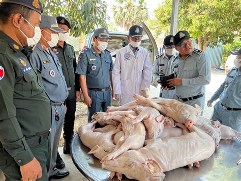 គយ ចាប់បានជ្រូកក្លាស្សេខូចគុណភាព១១០ក្បាល ចេញពីព្រំដែនប៉ោយប៉ែត