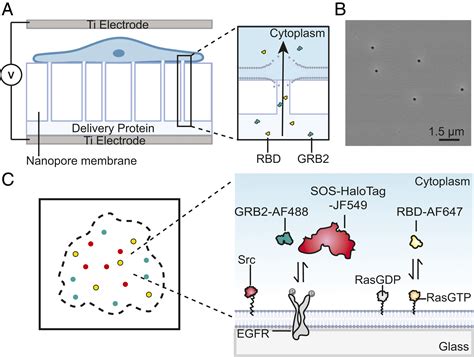Nanopore Mediated Protein Delivery Enabling Three Color Single Molecule Tracking In Living Cells