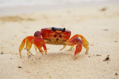 10 Facts About The Python