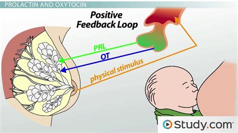 Oxytocin Feedback Loop Diagram
