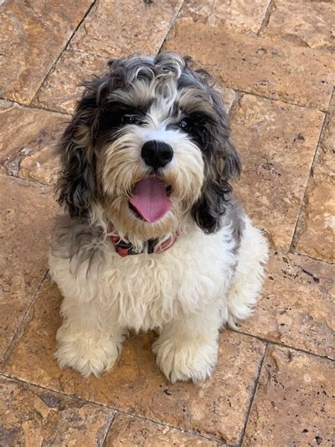 Halo Trained Mini Cockapoo Adopted Train My Doodle