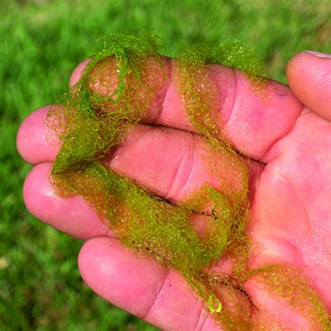 Water Net Algae Jones Lake Management