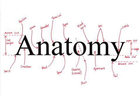 Anatomy Typography Free Font Download