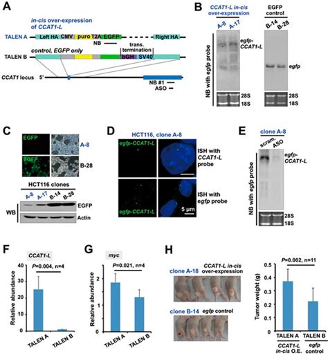 In Cis Overexpression Of Ccat1 L Enhances Myc Expression And Download Scientific Diagram
