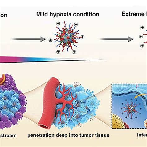 Poly N Isopropylacrylamide Pnipaam Temperature Transition Behavior Download Scientific