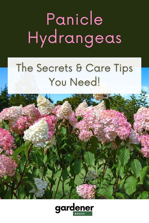 Unlock The Secrets Of Growing Stunning Panicle Hydrangeas Panicle